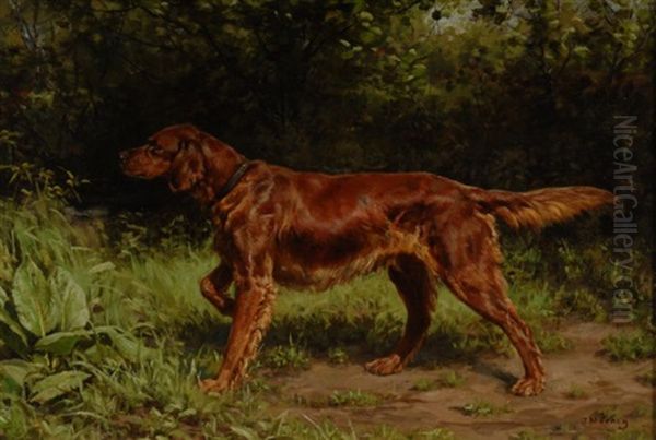 Irish Setter Pointing