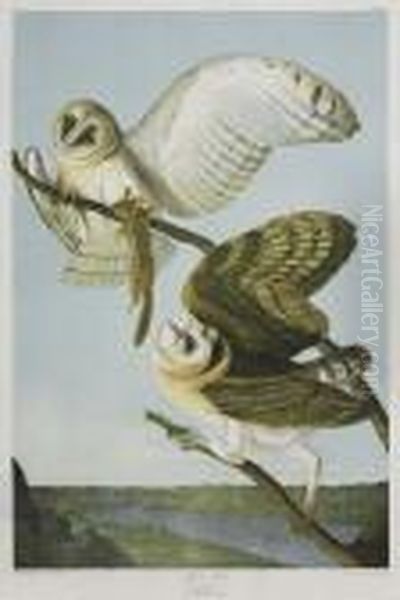 John James Audubon Owls