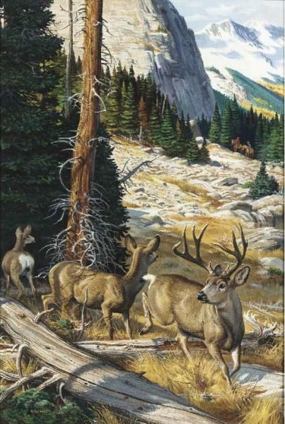 Mule Deer Paintings