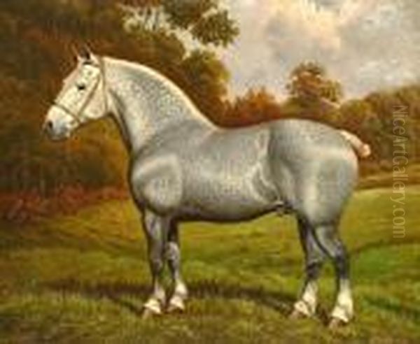 Grey Shire Horse