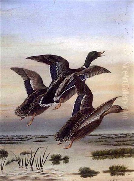 Ducks In Flight Art
