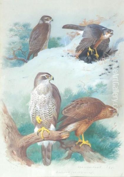 Hawk Oil Painting