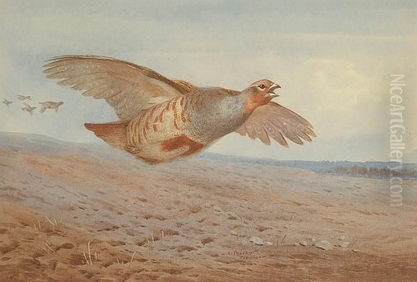 Partridge In Flight