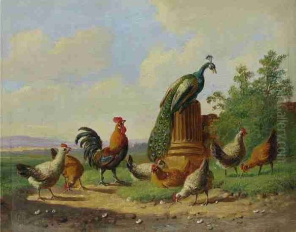 Huhner Und Pfau oil painting reproduction by Albertus Verhoesen ...