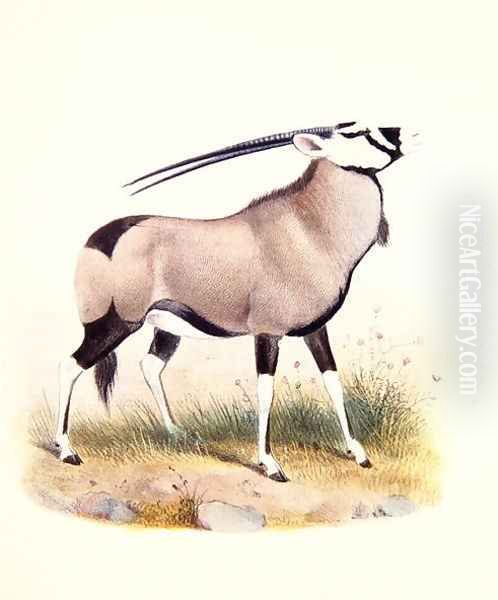 The Gemsbok, from The Book of Antelopes oil painting reproduction by ...